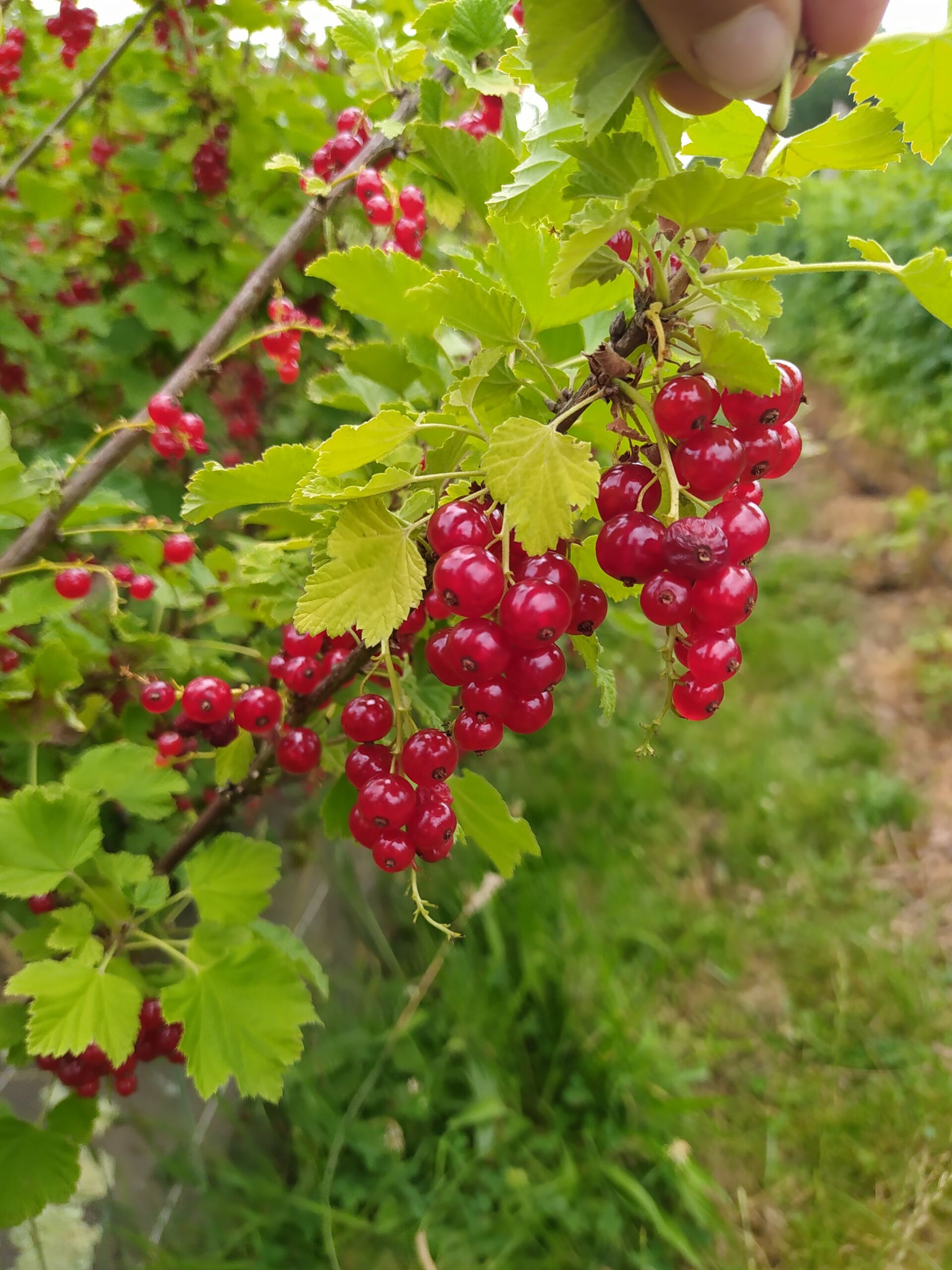 AGRIBIO Rhône & Loire - Association des producteurs biologiques
