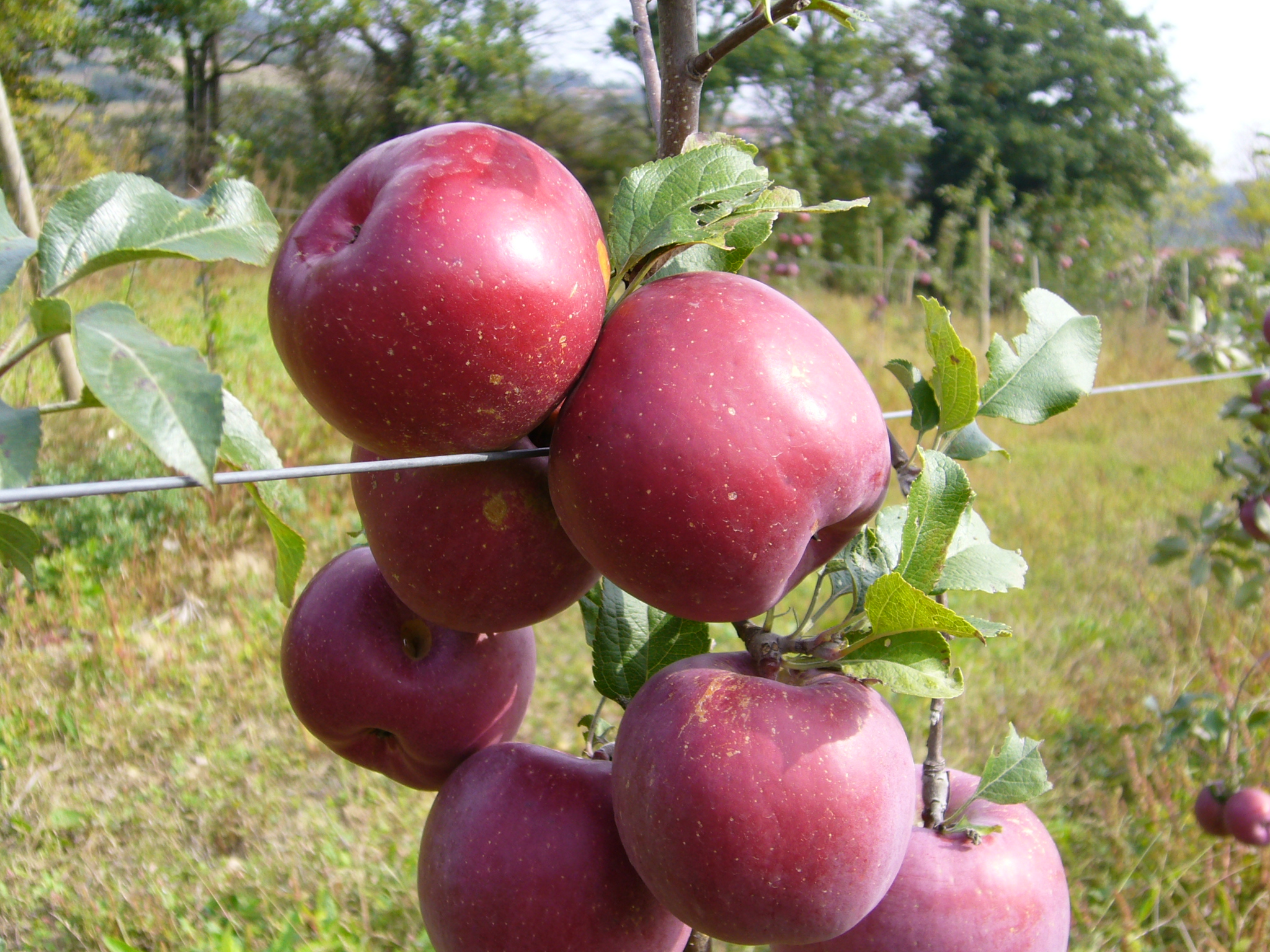 AGRIBIO Rhône & Loire - Association des producteurs biologiques